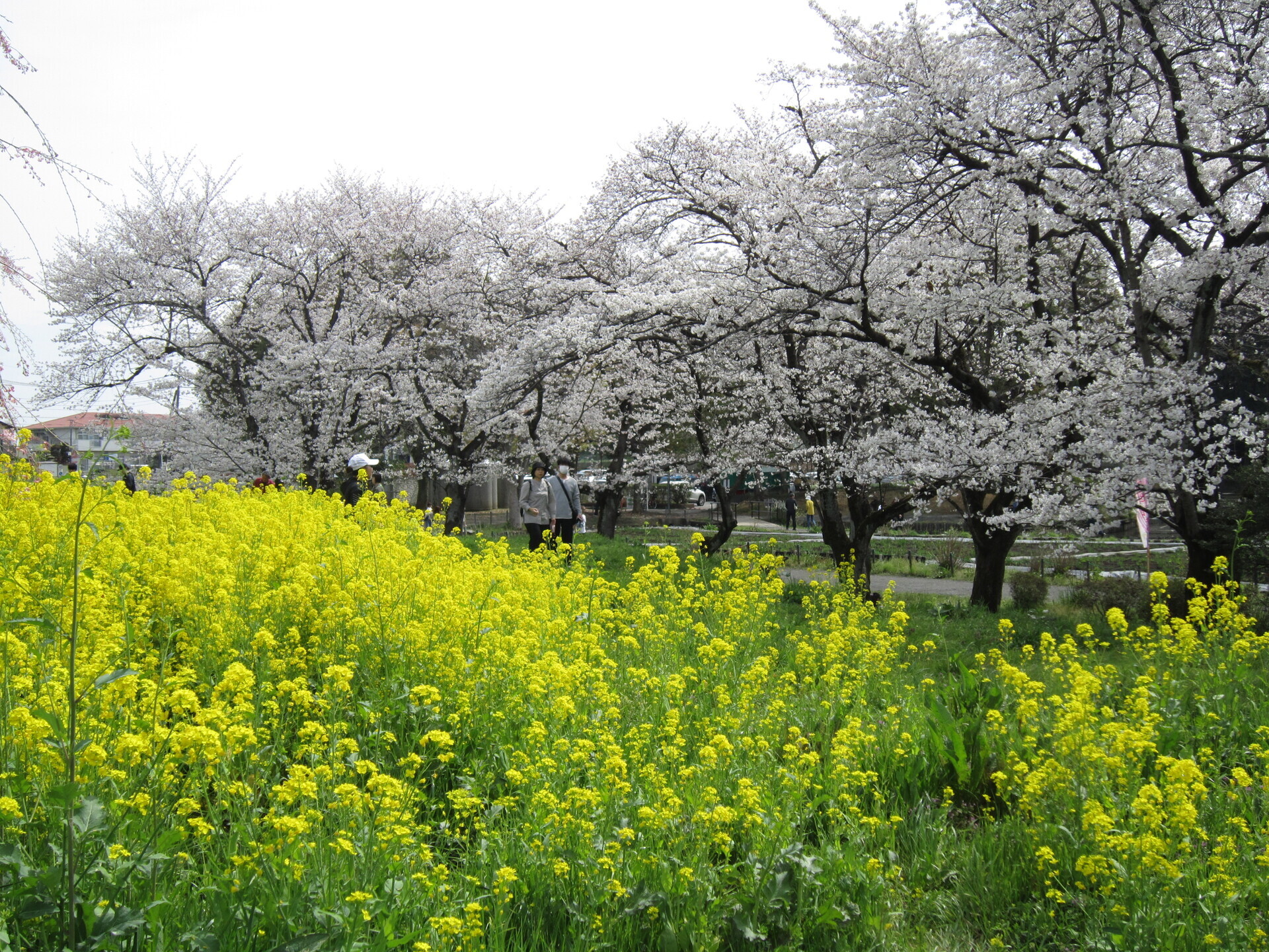 桜: 気まぐれ日記 with Run